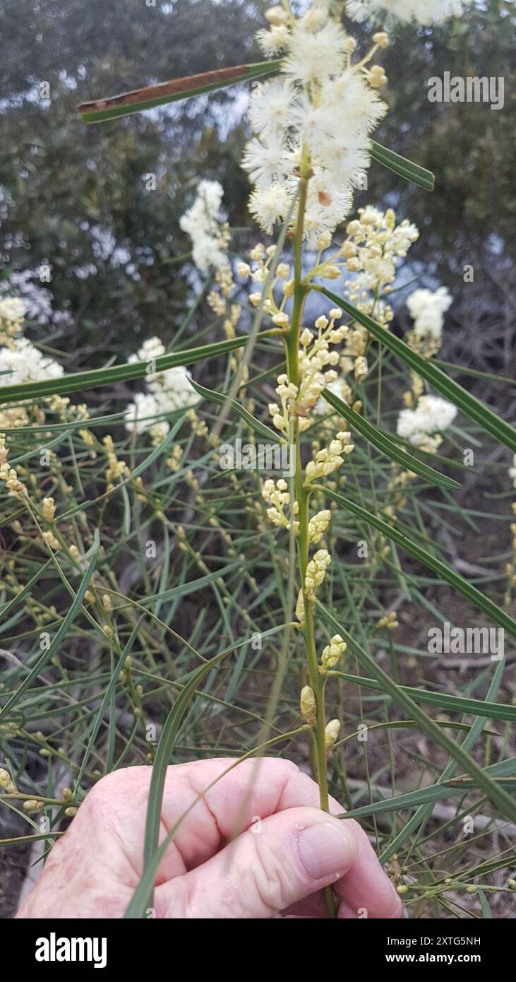 Acacia suaveolens hi-res stock photography and images - Alamy
