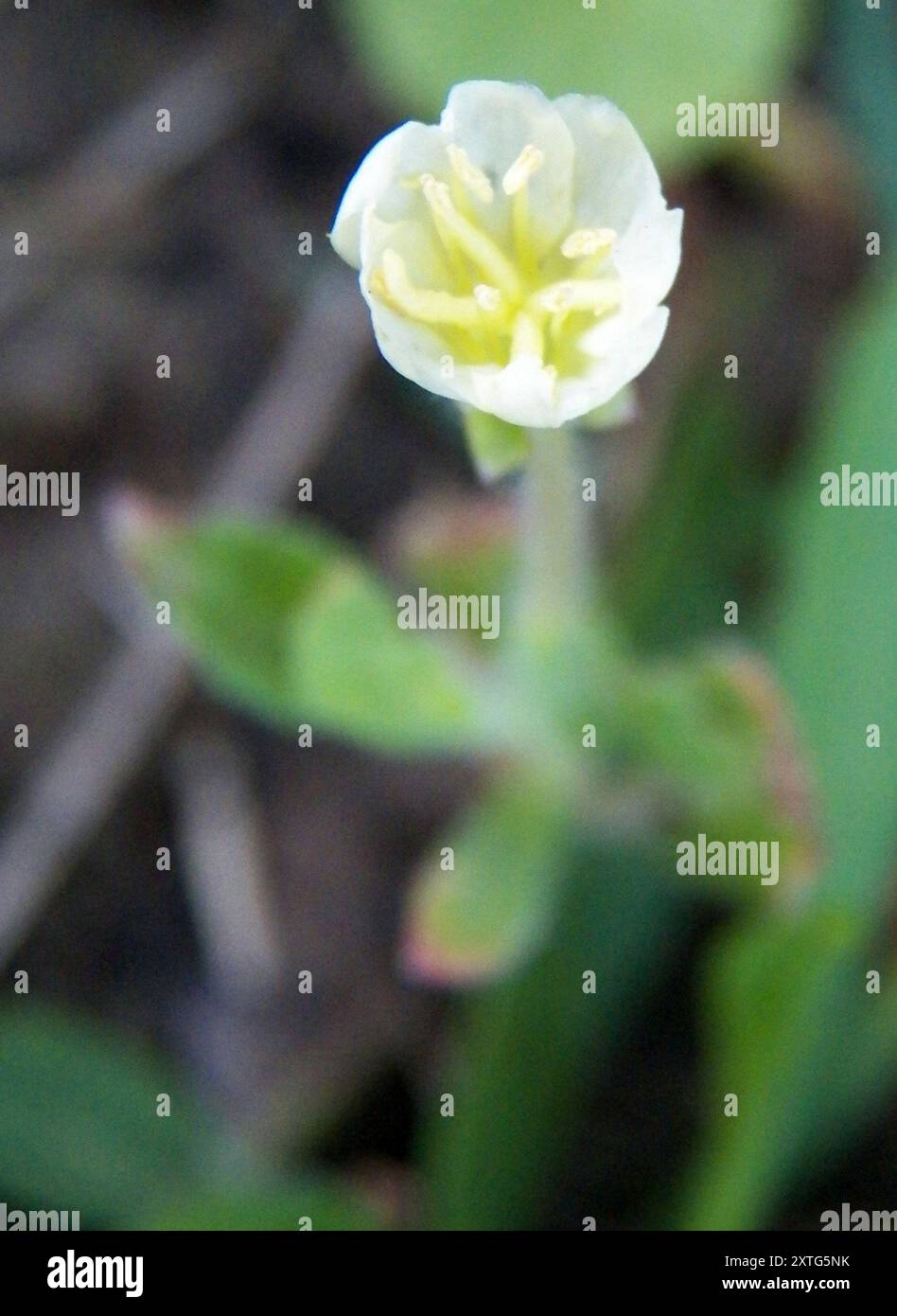 cutleaf evening primrose (Oenothera laciniata) Plantae Stock Photo - Alamy