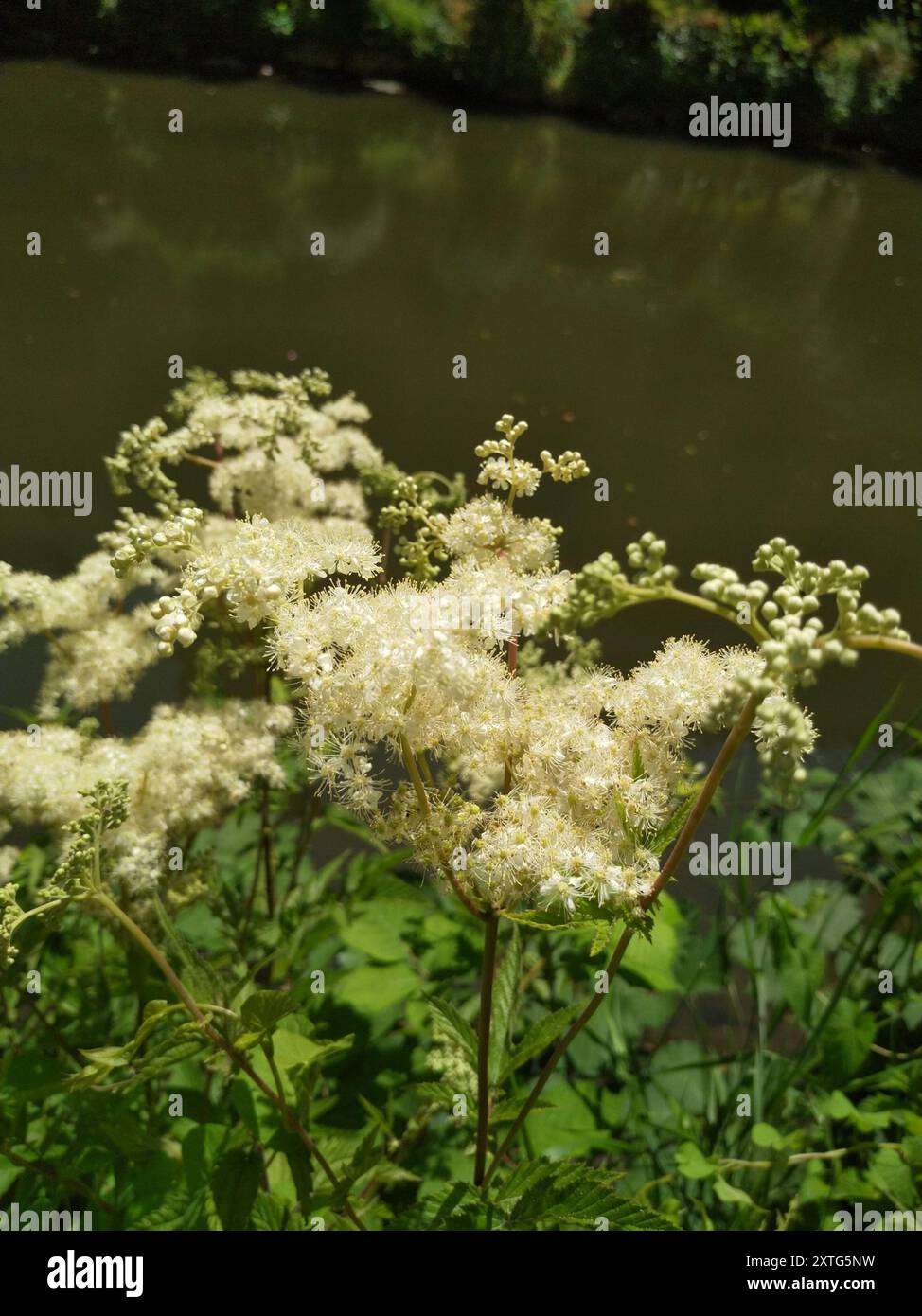 Meadowsweet (Filipendula ulmaria) Plantae Stock Photo - Alamy