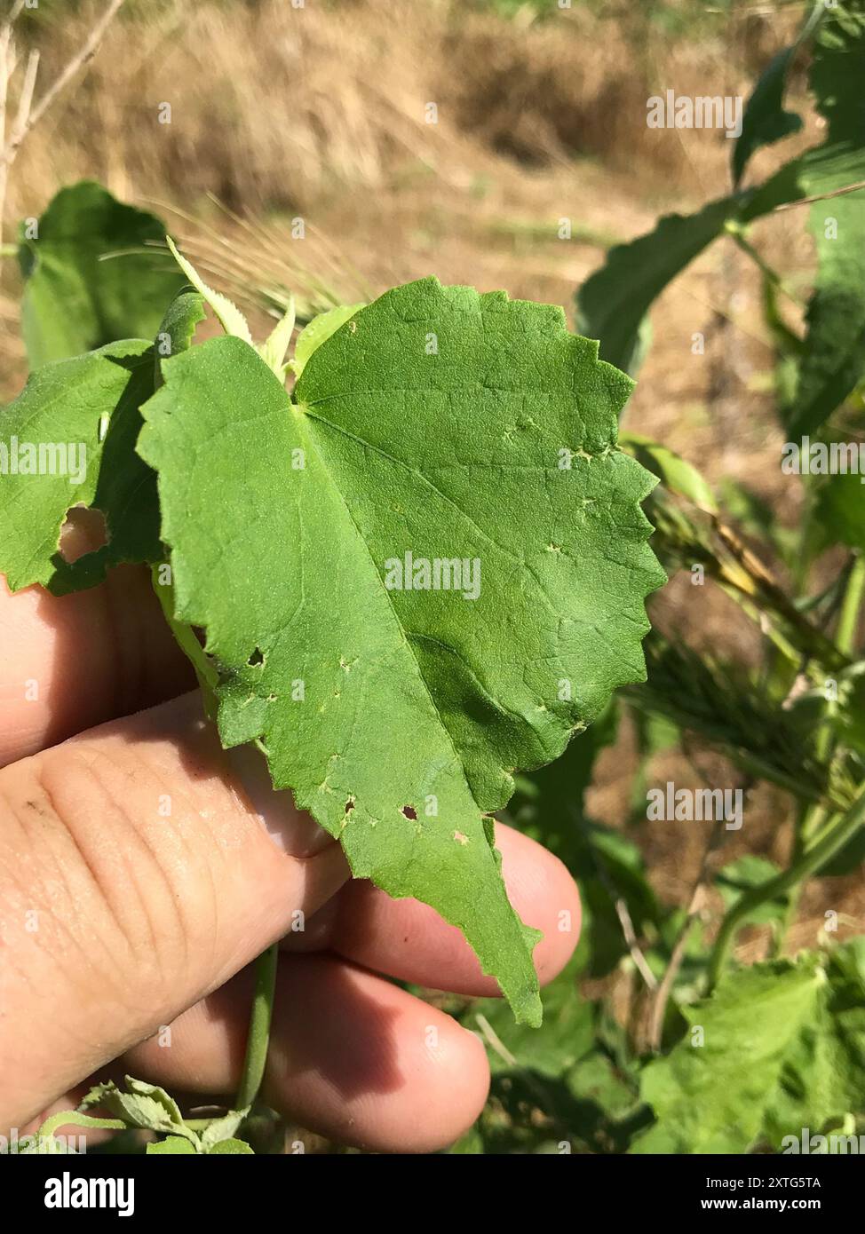 sweet Indian Mallow (Abutilon fruticosum) Plantae Stock Photo - Alamy