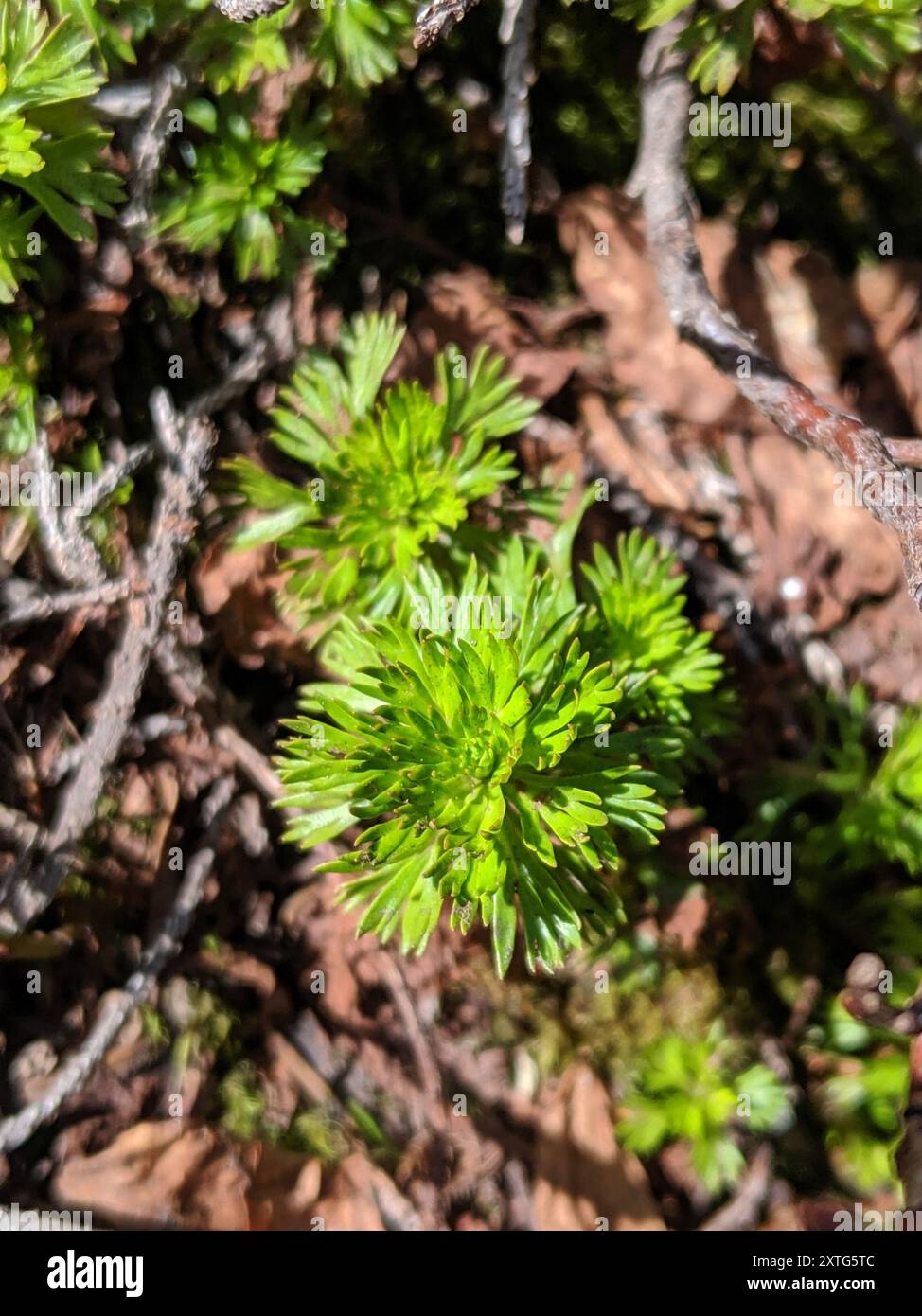 Partridgefoot (Luetkea pectinata) Plantae Stock Photo - Alamy