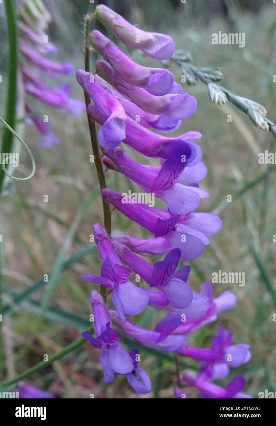 Vetches (Vicia) Plantae Stock Photo - Alamy