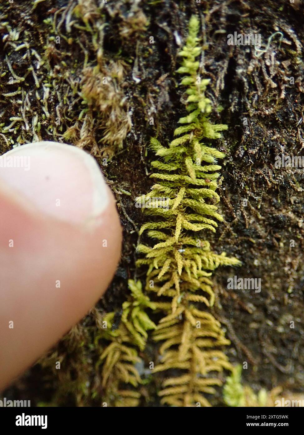 Bolander's claopodium moss (Claopodium bolanderi) Plantae Stock Photo ...