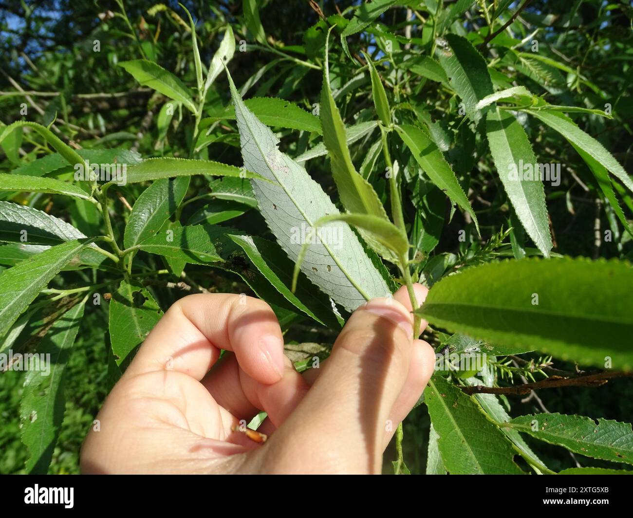 hybrid crack willow (Salix × fragilis) Plantae Stock Photo - Alamy