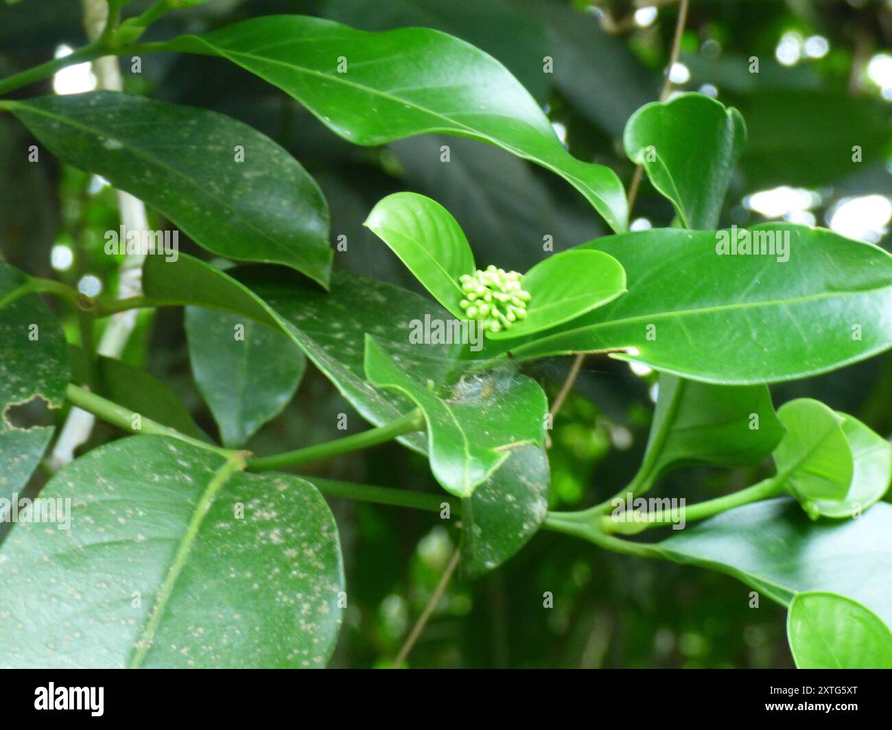 flowering plants (Angiospermae) Plantae Stock Photo - Alamy