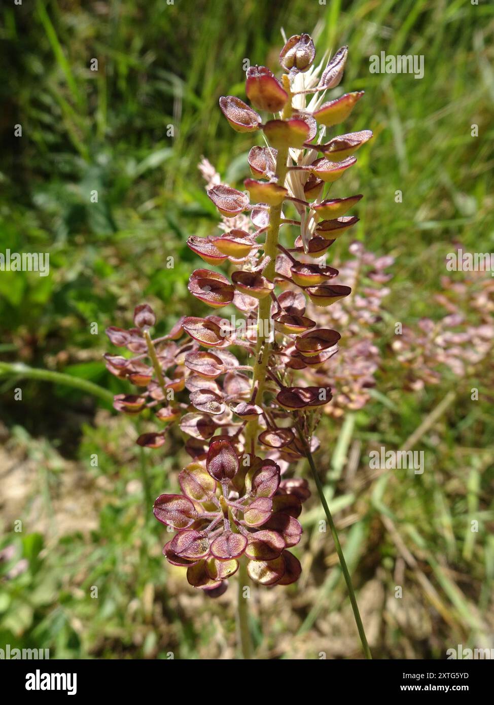 field peppergrass (Lepidium campestre) Plantae Stock Photo - Alamy