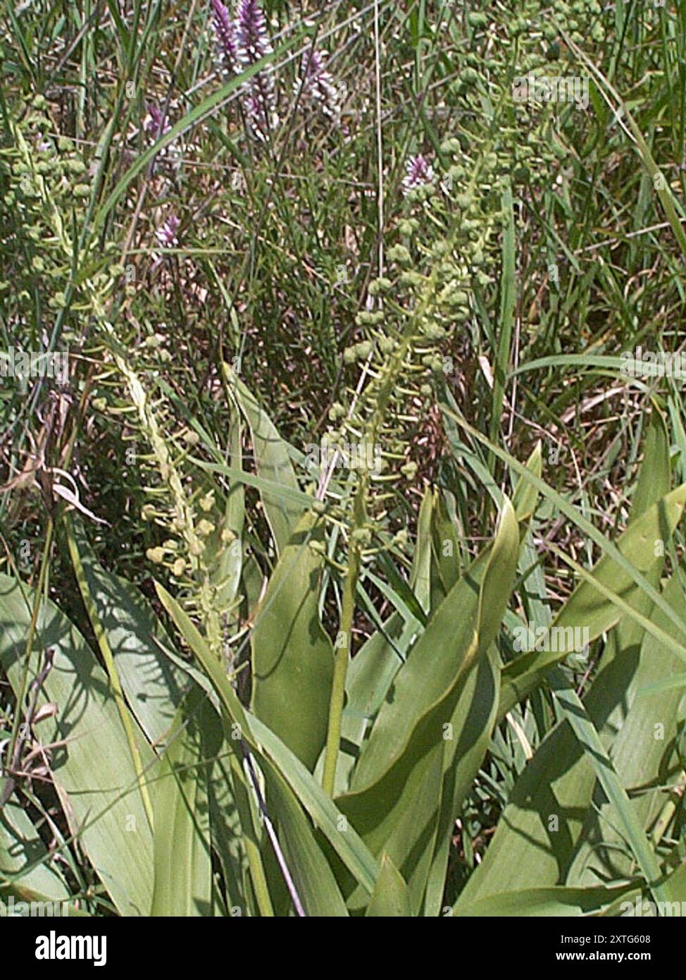 sand lily (Schizocarphus nervosus) Plantae Stock Photo - Alamy
