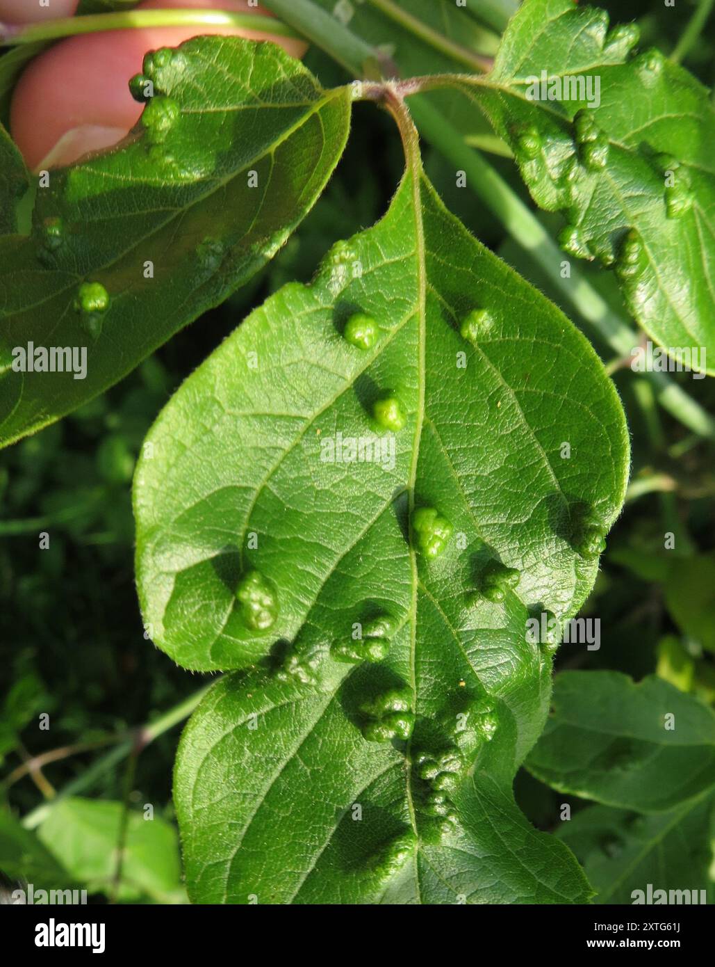 box elder pouch gall mite (Aceria negundi) Arachnida Stock Photo - Alamy