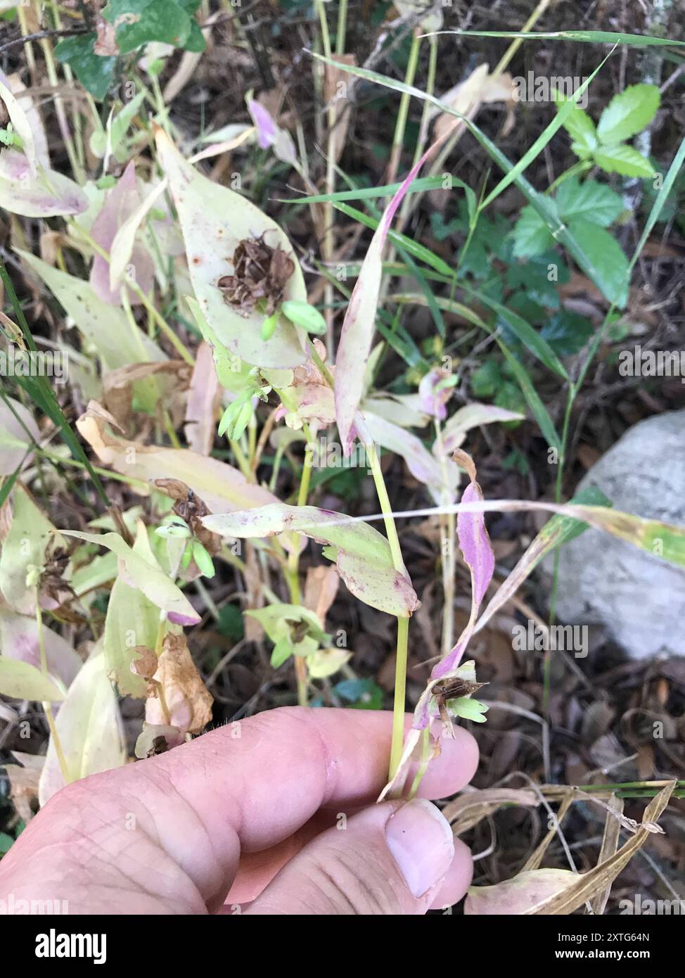 False dayflower (Tinantia anomala) Plantae Stock Photo - Alamy
