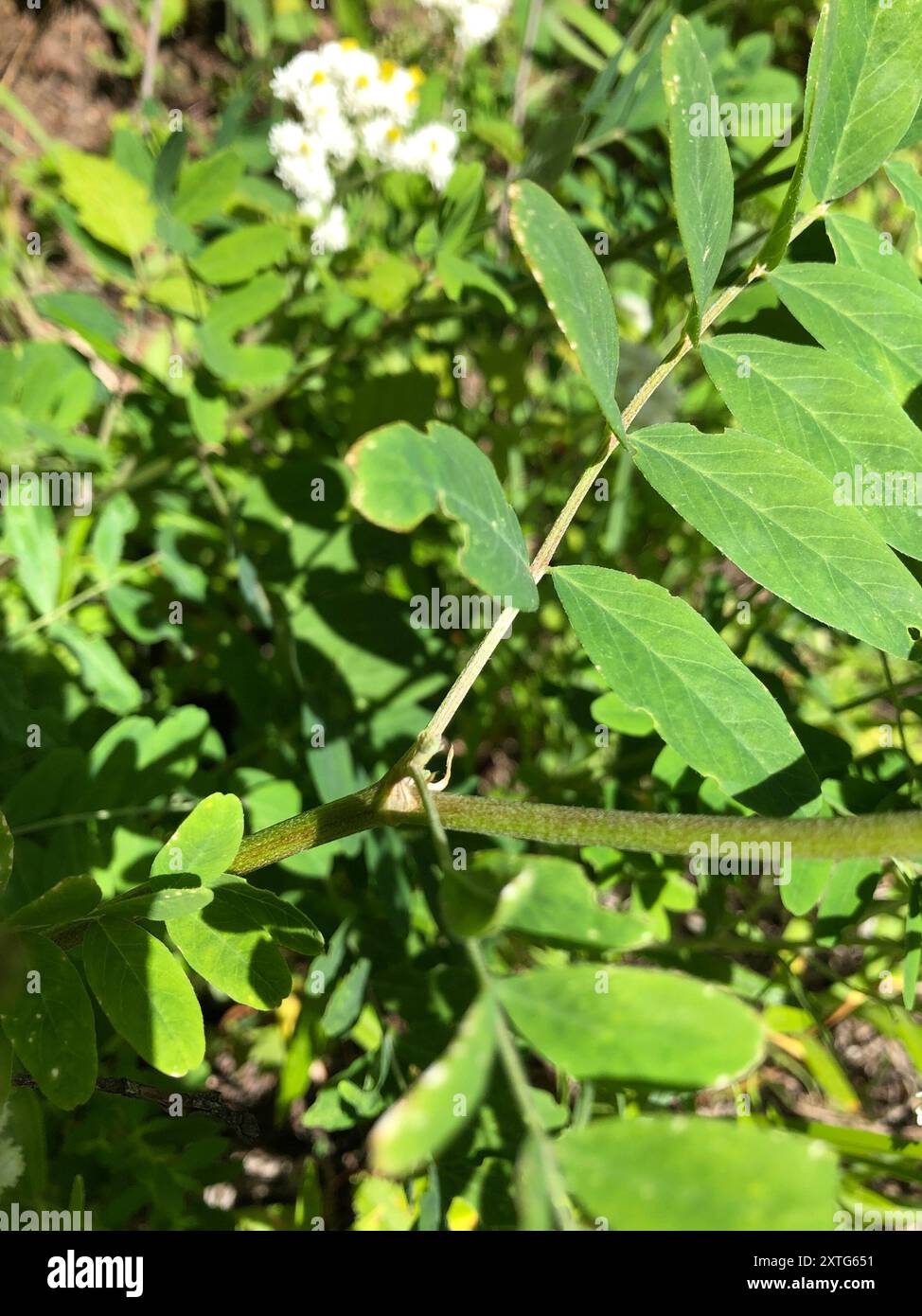 Canadian milkvetch (Astragalus canadensis) Plantae Stock Photo - Alamy