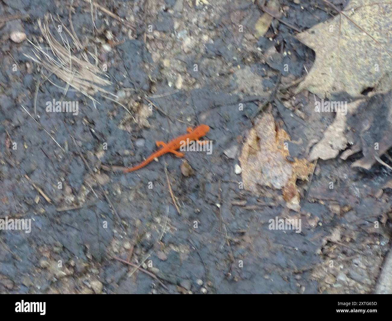 Eastern Newt (Notophthalmus viridescens) Amphibia Stock Photo - Alamy
