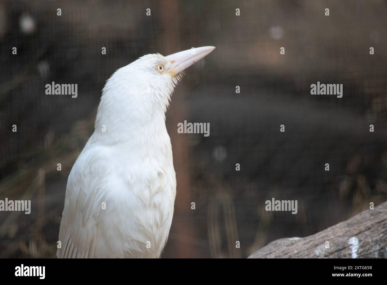 the albino raven has a pink beak and white feathers Stock Photo - Alamy