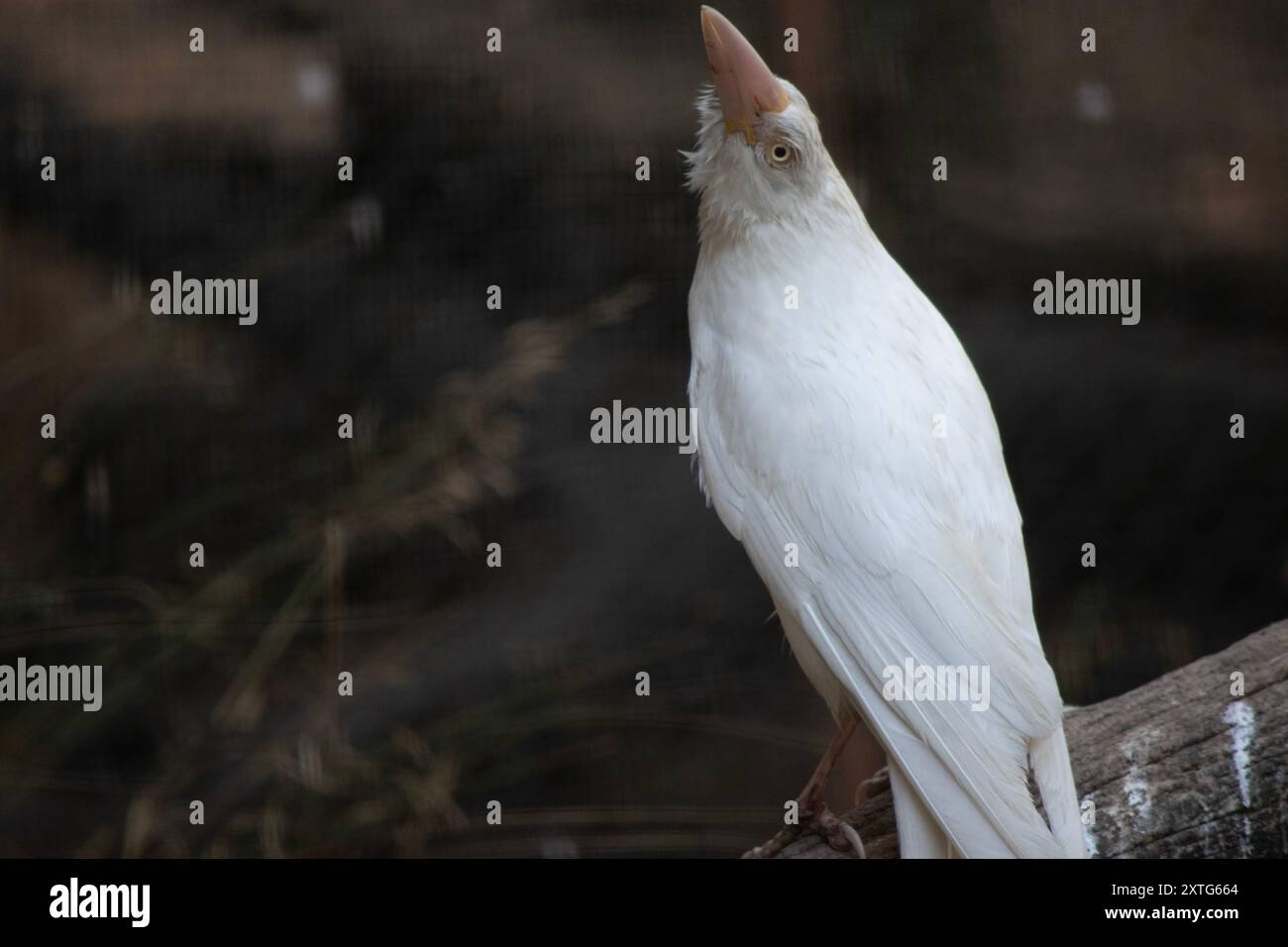 Albino raven hi-res stock photography and images - Alamy