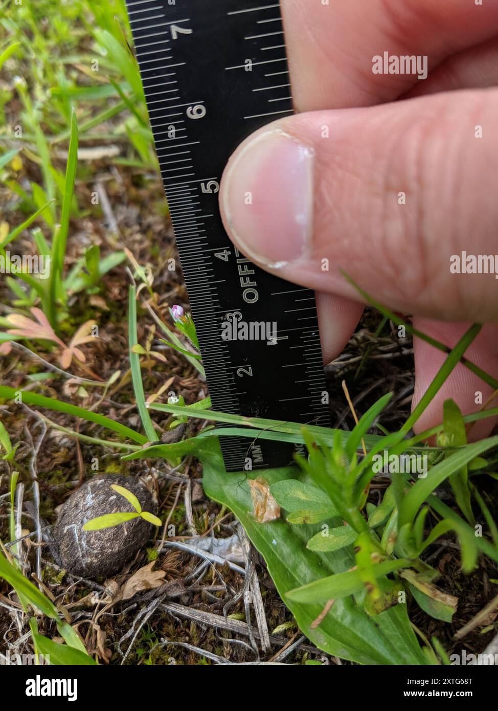 slender phlox (Microsteris gracilis) Plantae Stock Photo - Alamy