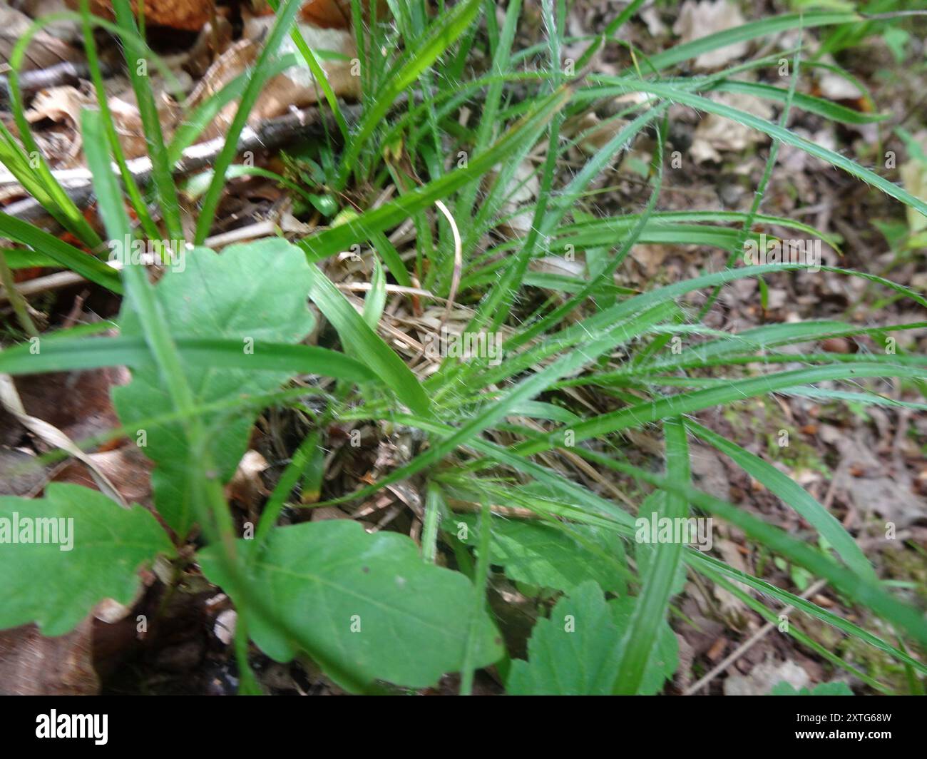 Hairy Woodrush (Luzula pilosa) Plantae Stock Photo - Alamy