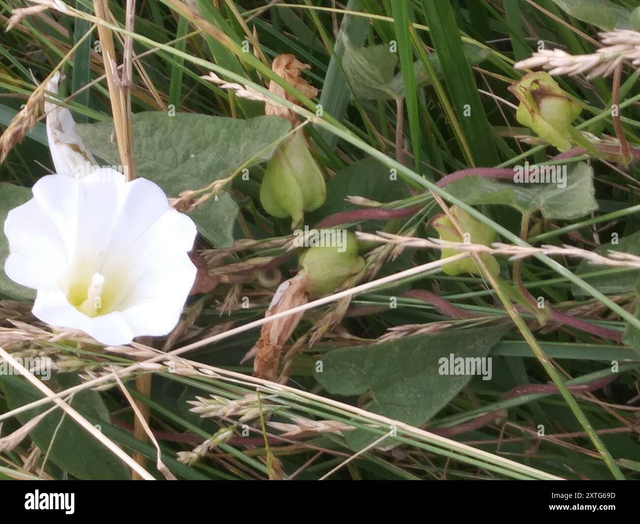 large bindweed (Calystegia silvatica) Plantae Stock Photo - Alamy