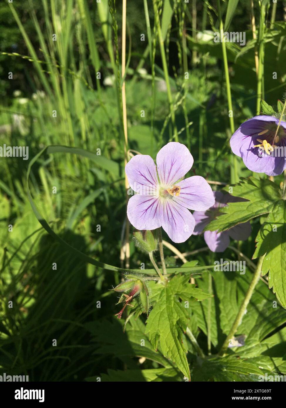 woolly cranesbill (Geranium erianthum) Plantae Stock Photo - Alamy