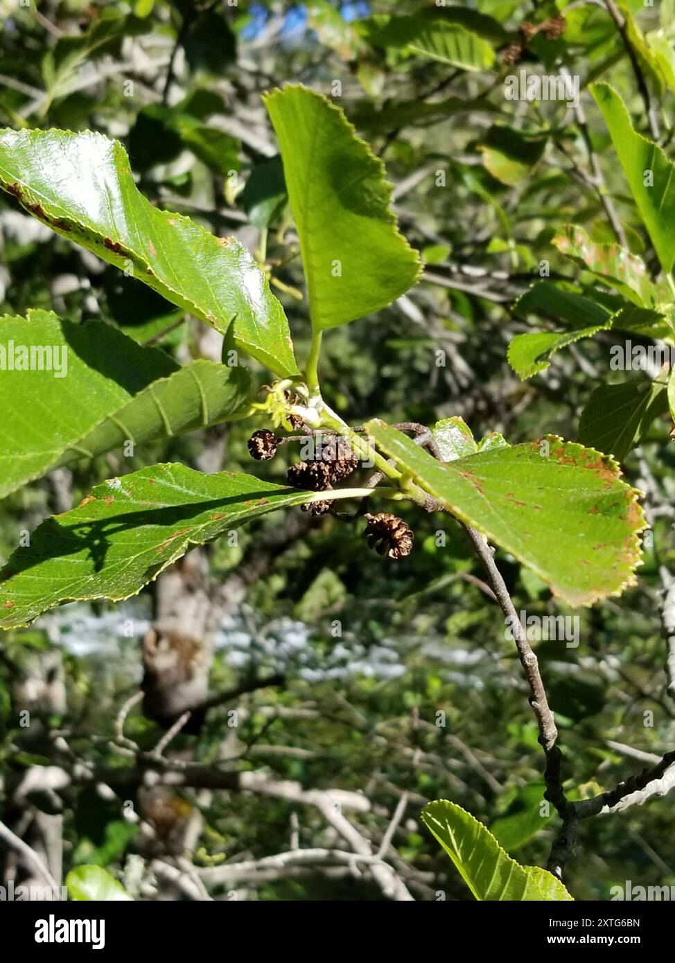 white alder (Alnus rhombifolia) Plantae Stock Photo - Alamy