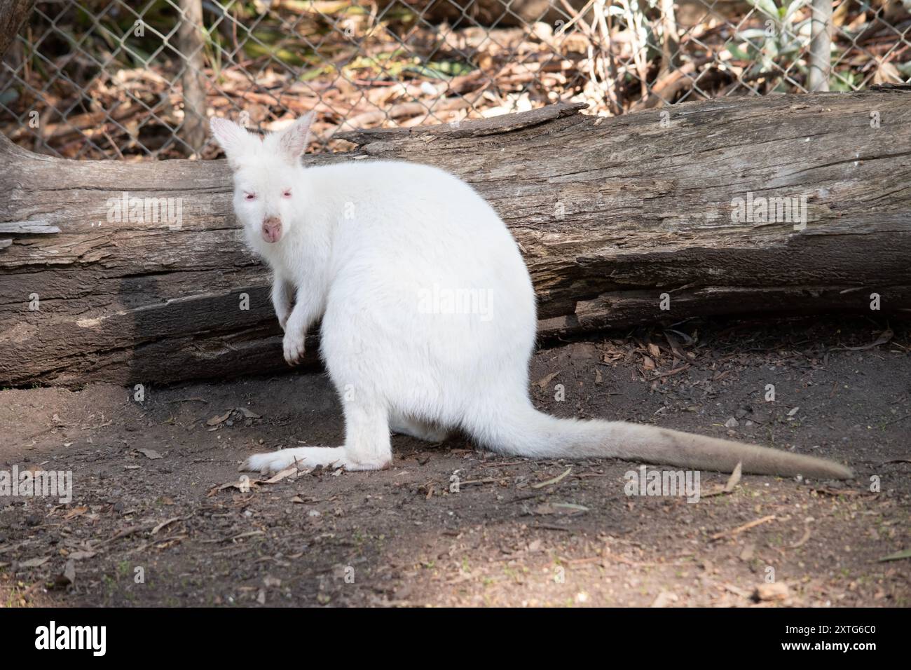 The albino wallaby is all white with a pink nose and ears Stock Photo ...