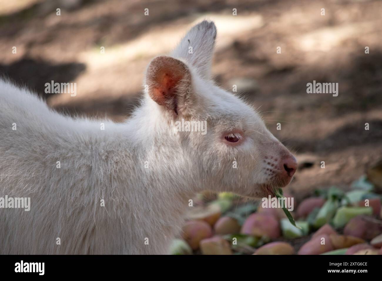 The albino wallaby is all white with a pink nose and ears Stock Photo ...