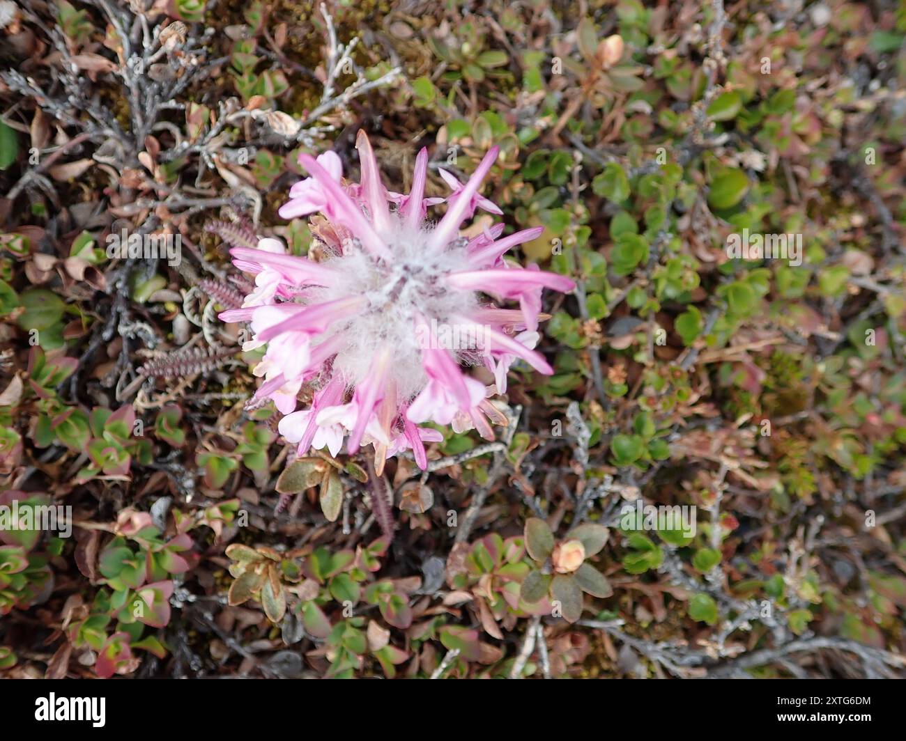 Woolly Lousewort (Pedicularis lanata) Plantae Stock Photo - Alamy