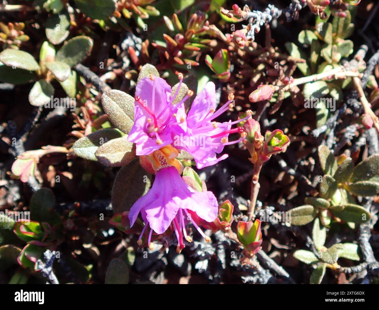 Rhododendron lapponicum hi-res stock photography and images - Alamy