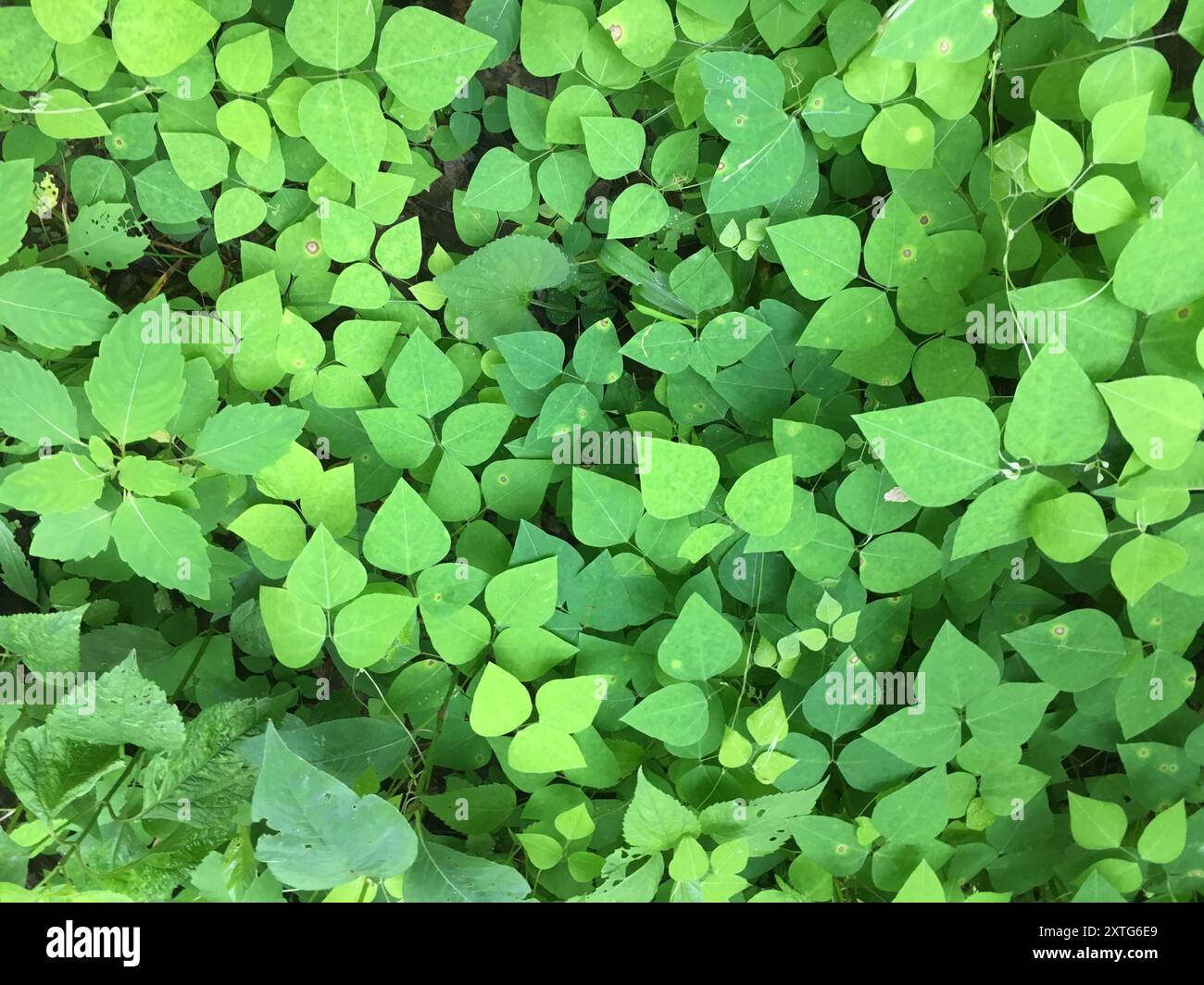 American hog-peanut (Amphicarpaea bracteata) Plantae Stock Photo - Alamy
