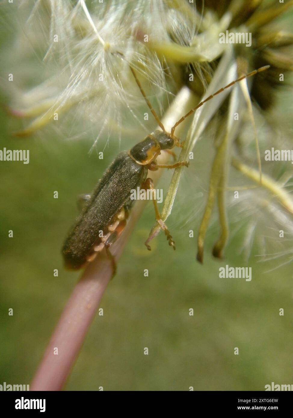 Grey Sailor Beetle (Cantharis nigricans) Insecta Stock Photo - Alamy