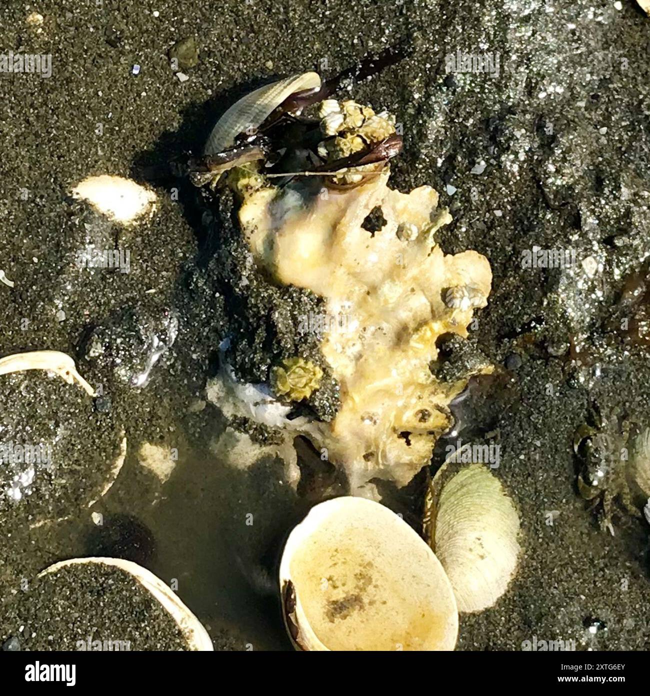 Pacific Oyster (Magallana gigas) Mollusca Stock Photo - Alamy