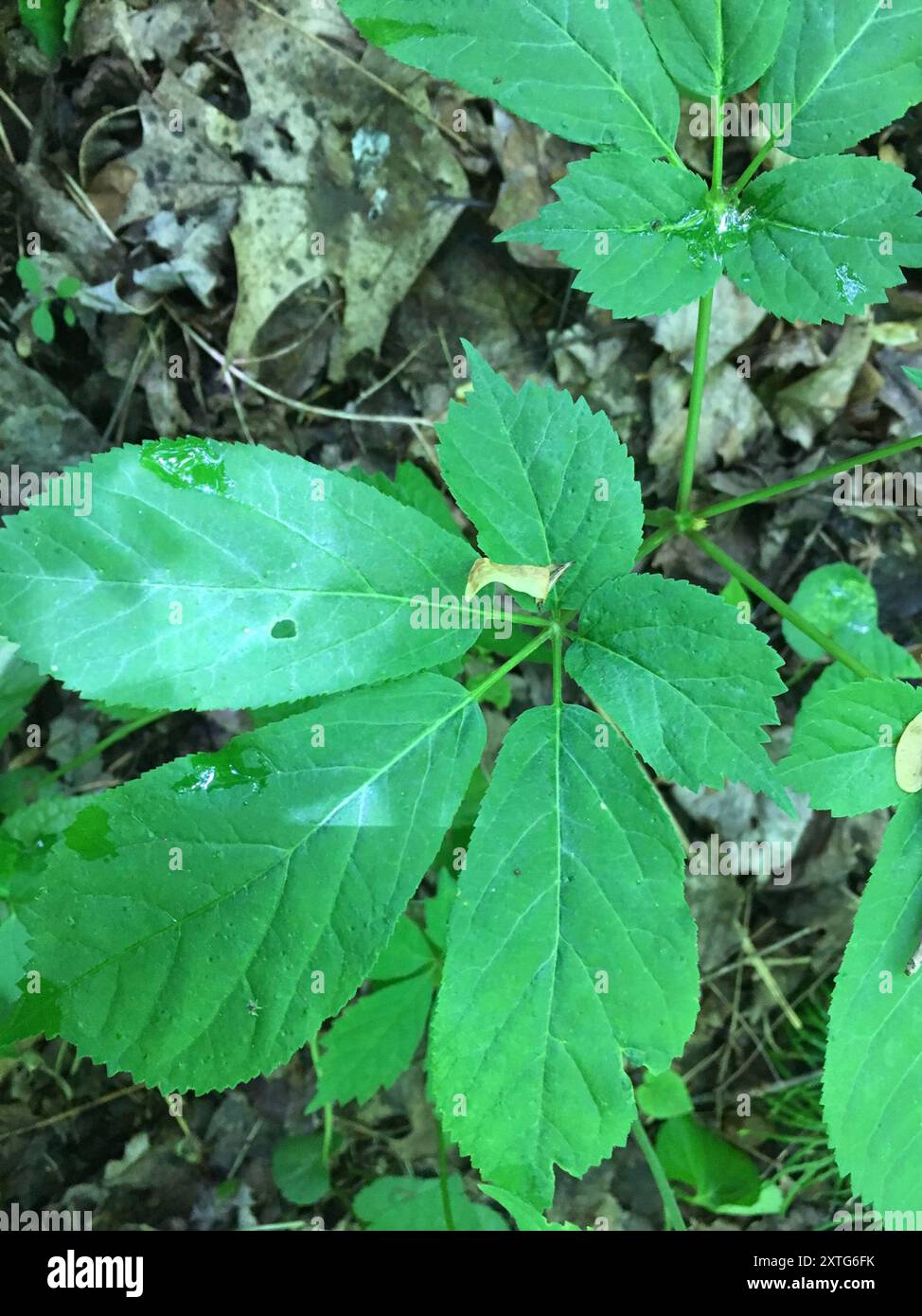 American ginseng (Panax quinquefolius) Plantae Stock Photo - Alamy