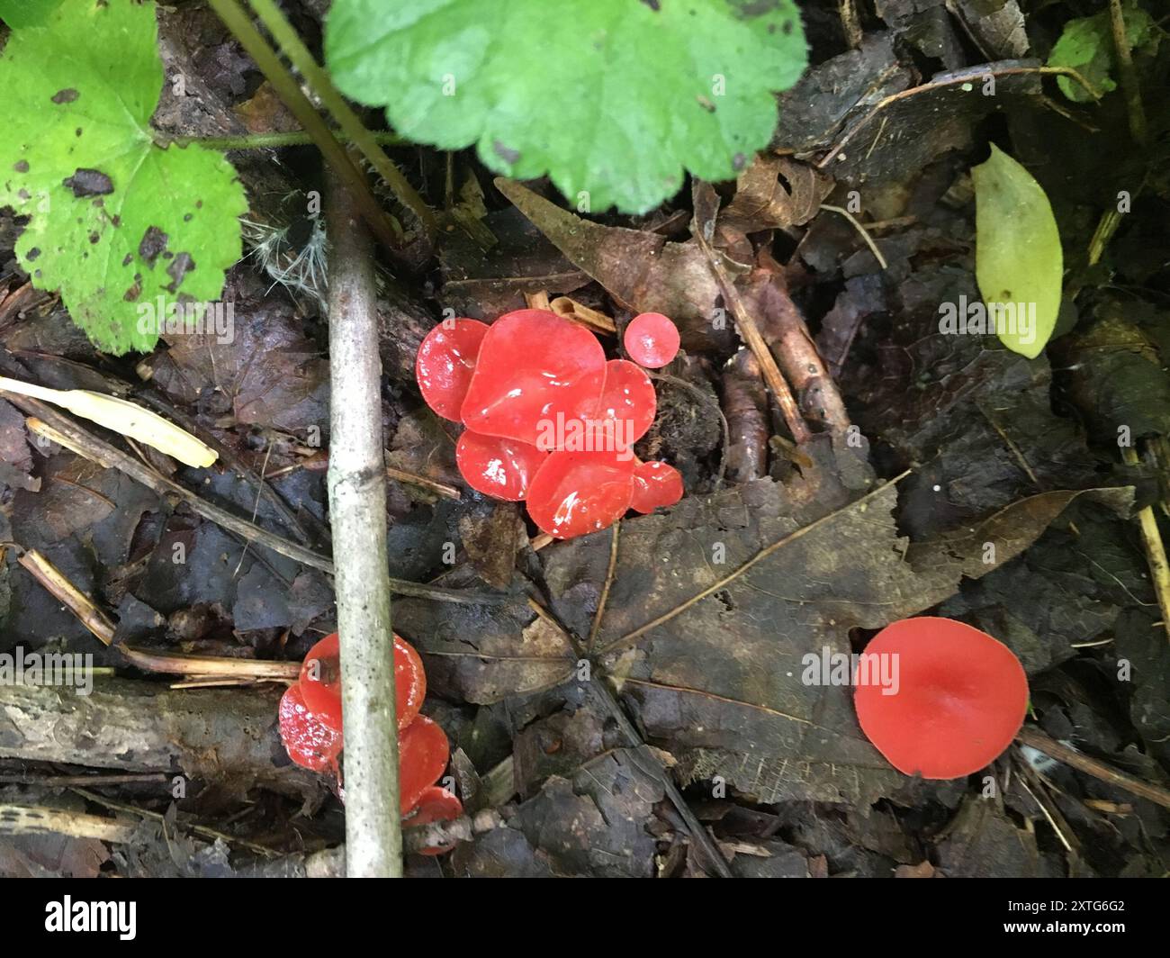 stalked scarlet cup (Sarcoscypha occidentalis) Fungi Stock Photo - Alamy
