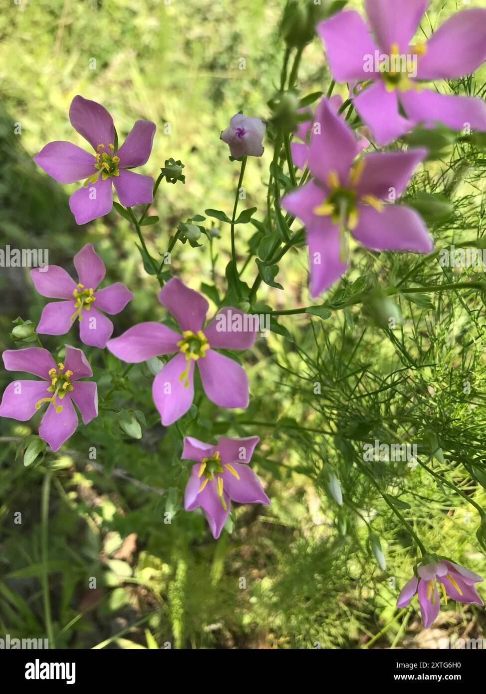 Rosepink (Sabatia angularis) Plantae Stock Photo - Alamy
