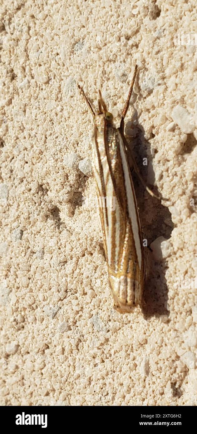 Eastern Grass-veneer (Crambus laqueatellus) Insecta Stock Photo - Alamy