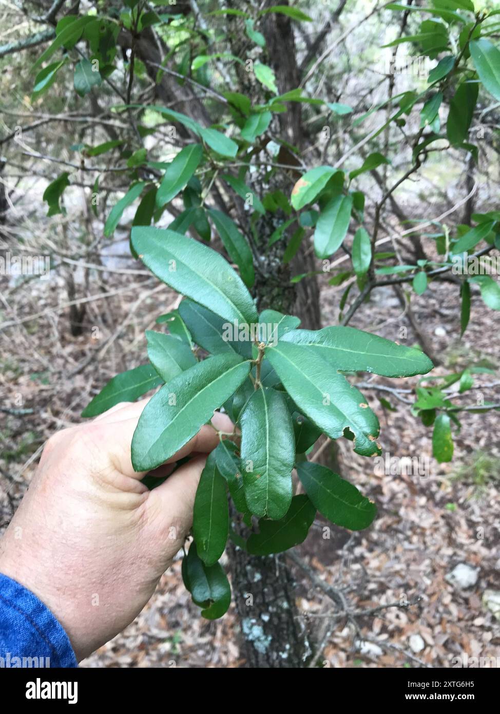 Texas live oak (Quercus fusiformis) Plantae Stock Photo - Alamy