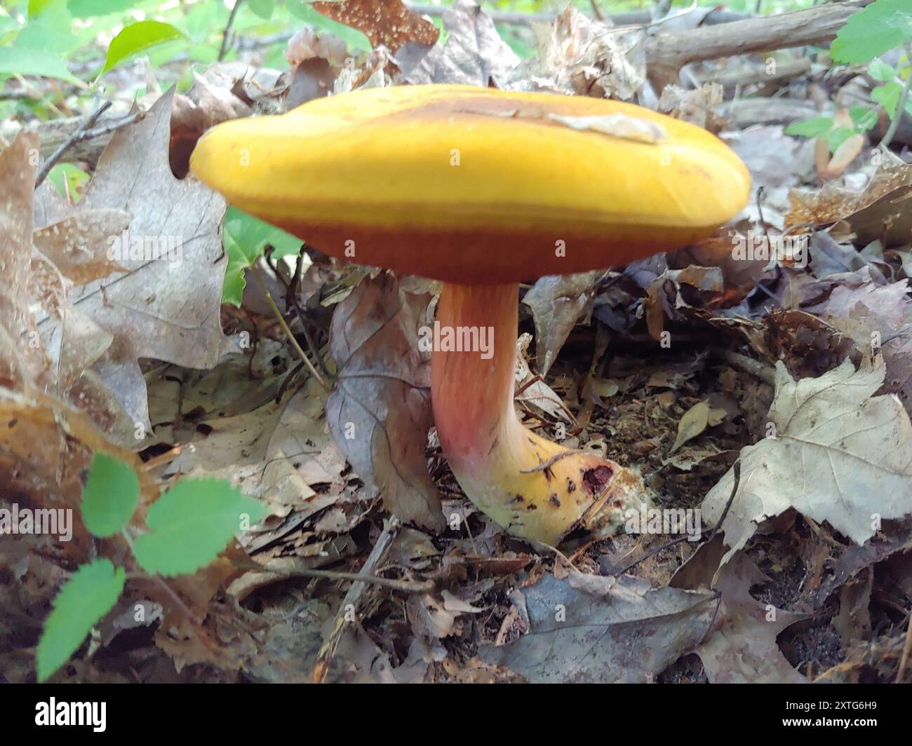 Red-mouth Bolete (Neoboletus subvelutipes) Fungi Stock Photo - Alamy