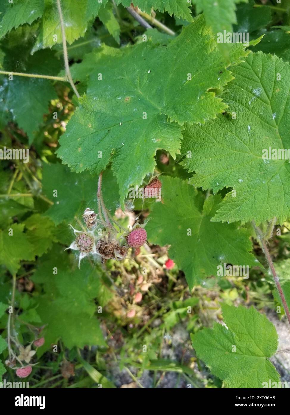 thimbleberry (Rubus parviflorus) Plantae Stock Photo - Alamy