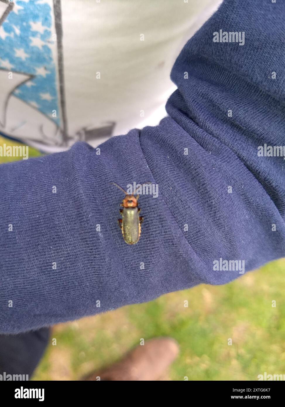 Rustic Sailor Beetle (Cantharis rustica) Insecta Stock Photo - Alamy