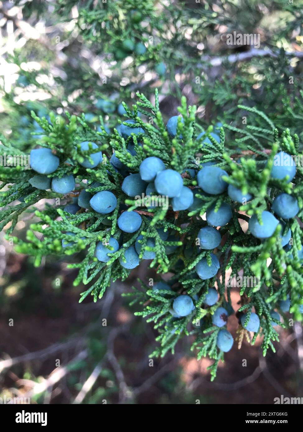 Ashe juniper (Juniperus ashei) Plantae Stock Photo - Alamy