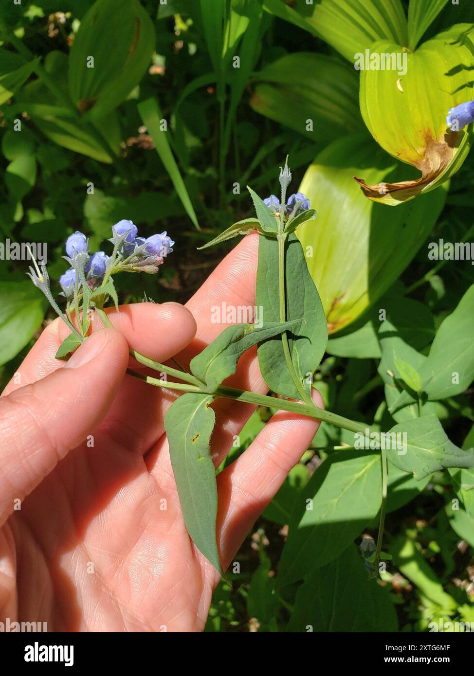 Northern Bluebells (Mertensia paniculata borealis) Plantae Stock Photo ...