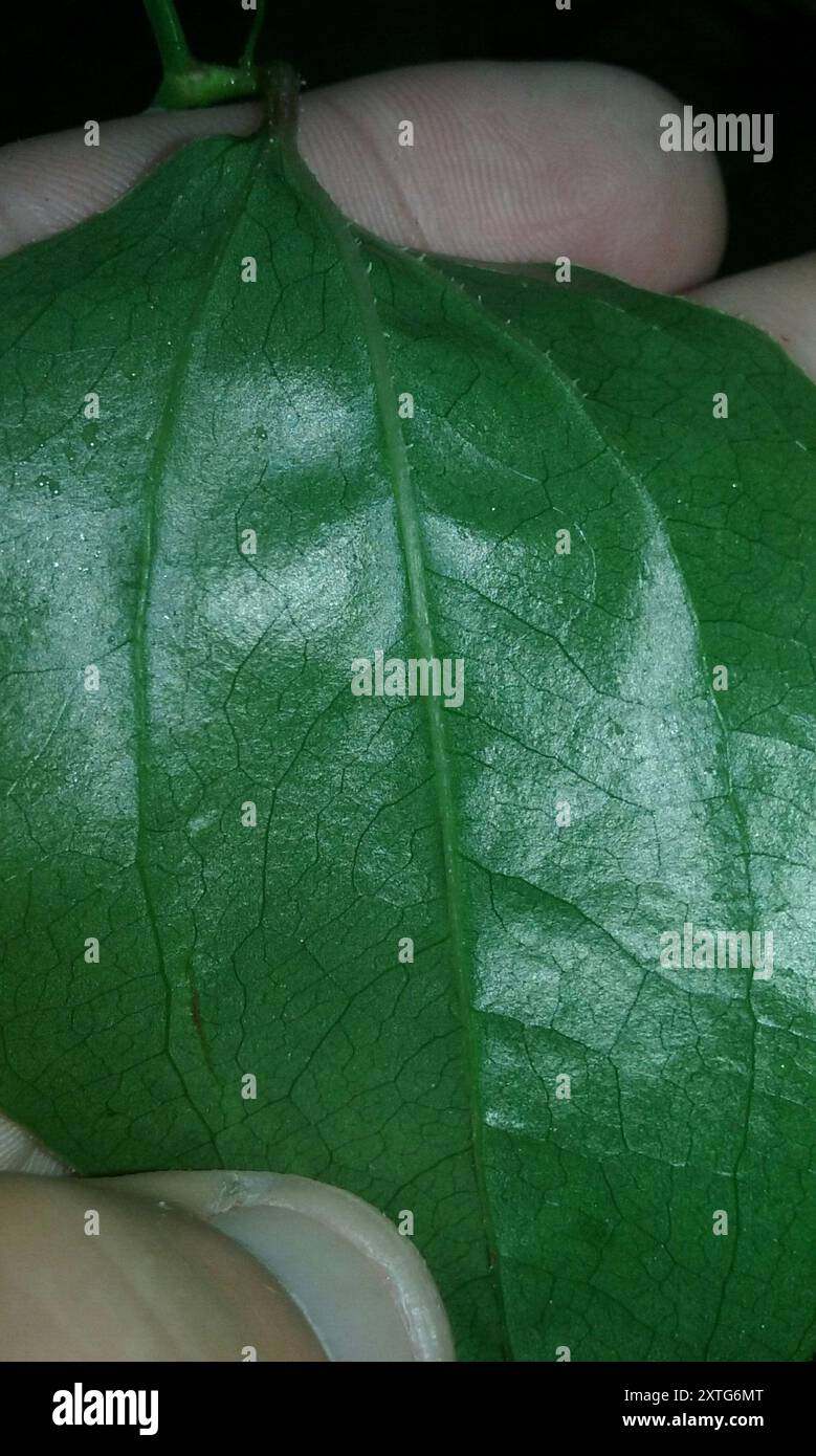 greenbriers (Smilax) Plantae Stock Photo - Alamy