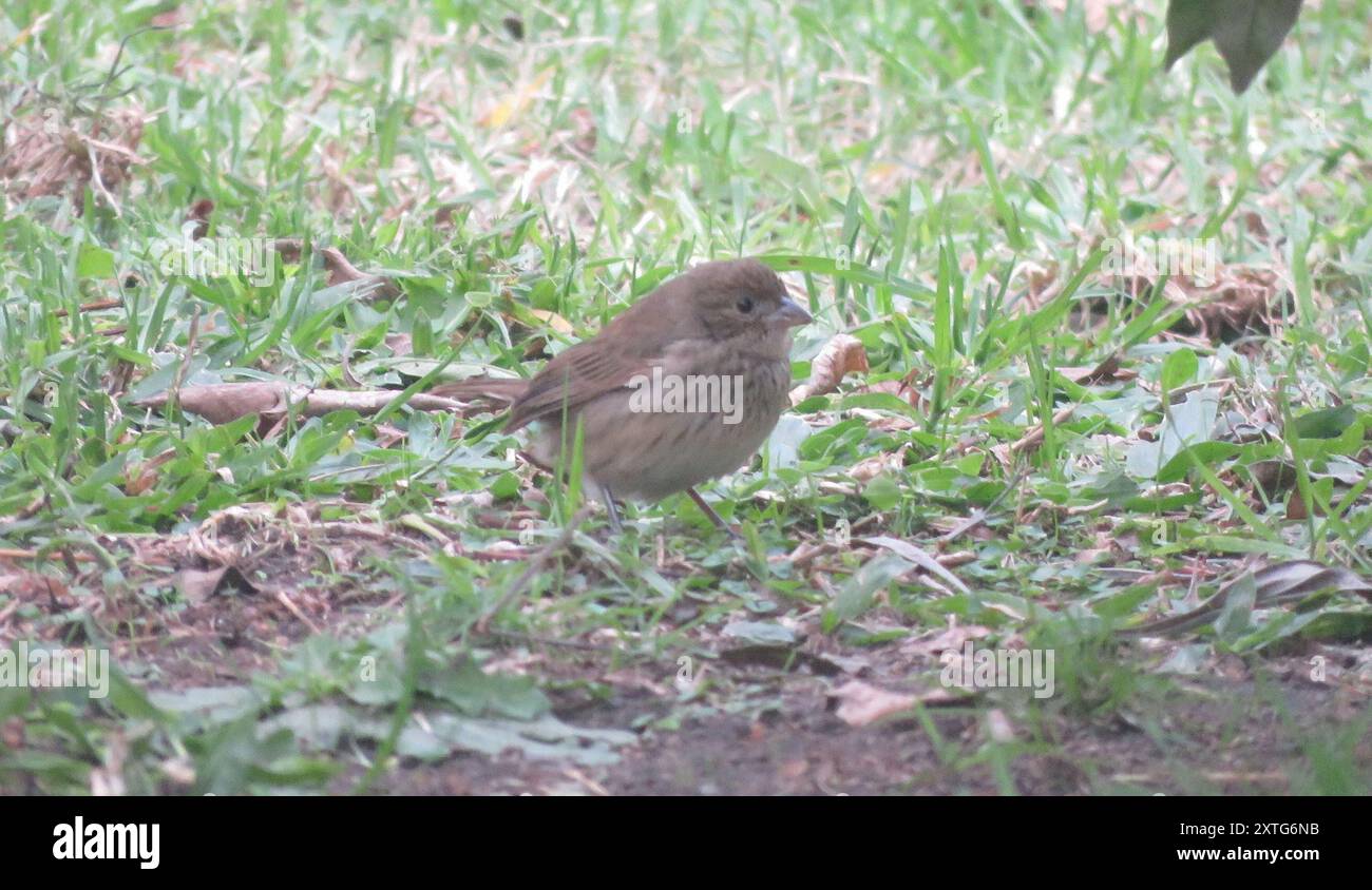 Tanagers and Allies (Thraupidae) Aves Stock Photo - Alamy