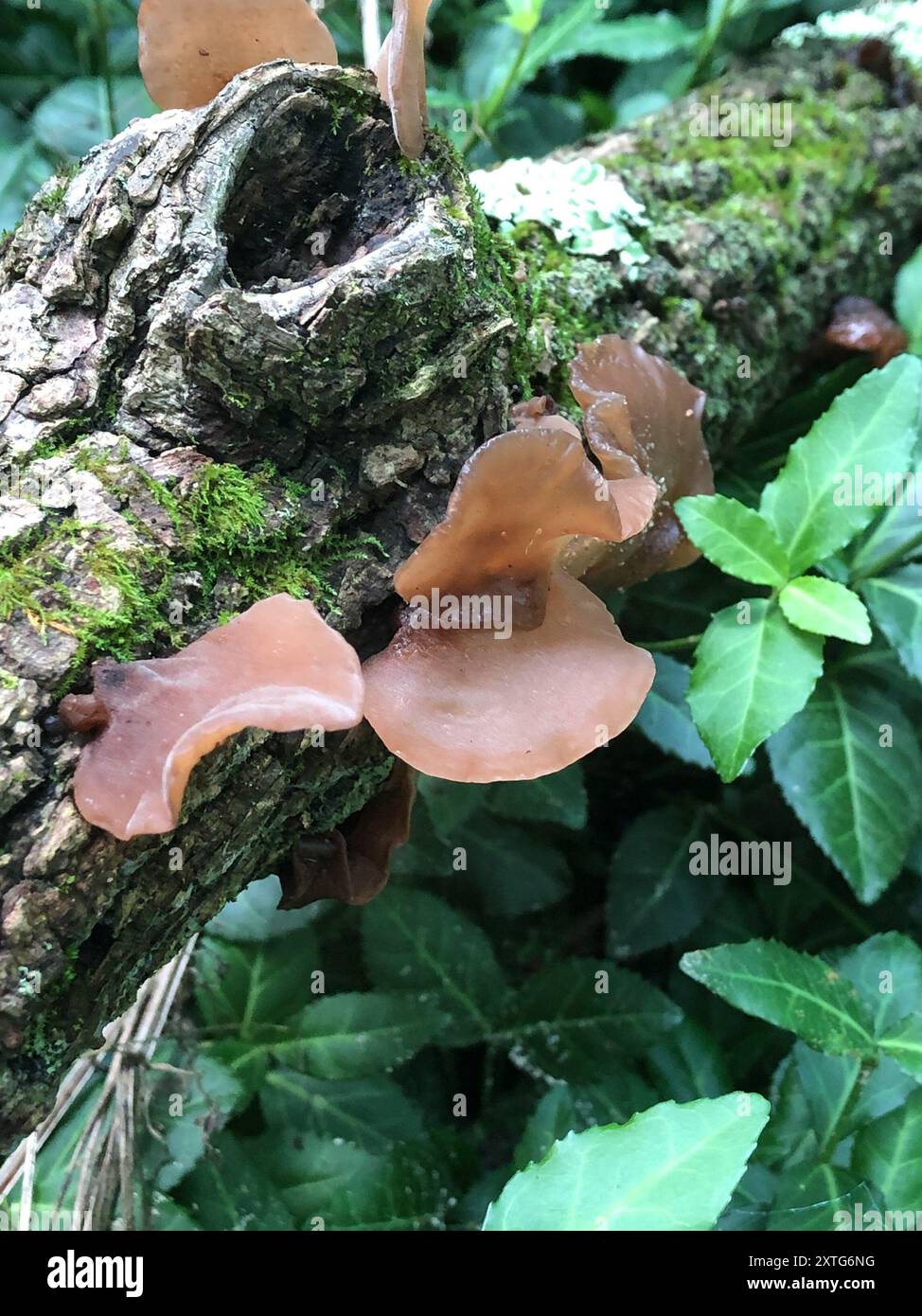 Wood ear fungi (Auricularia) Fungi Stock Photo - Alamy