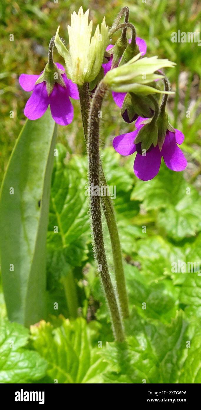 Primula turkestanica hi-res stock photography and images - Alamy