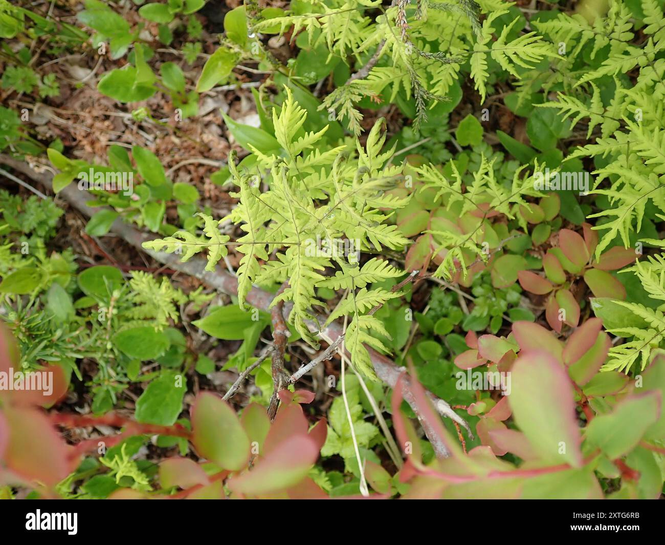 oak ferns (Gymnocarpium) Plantae Stock Photo - Alamy