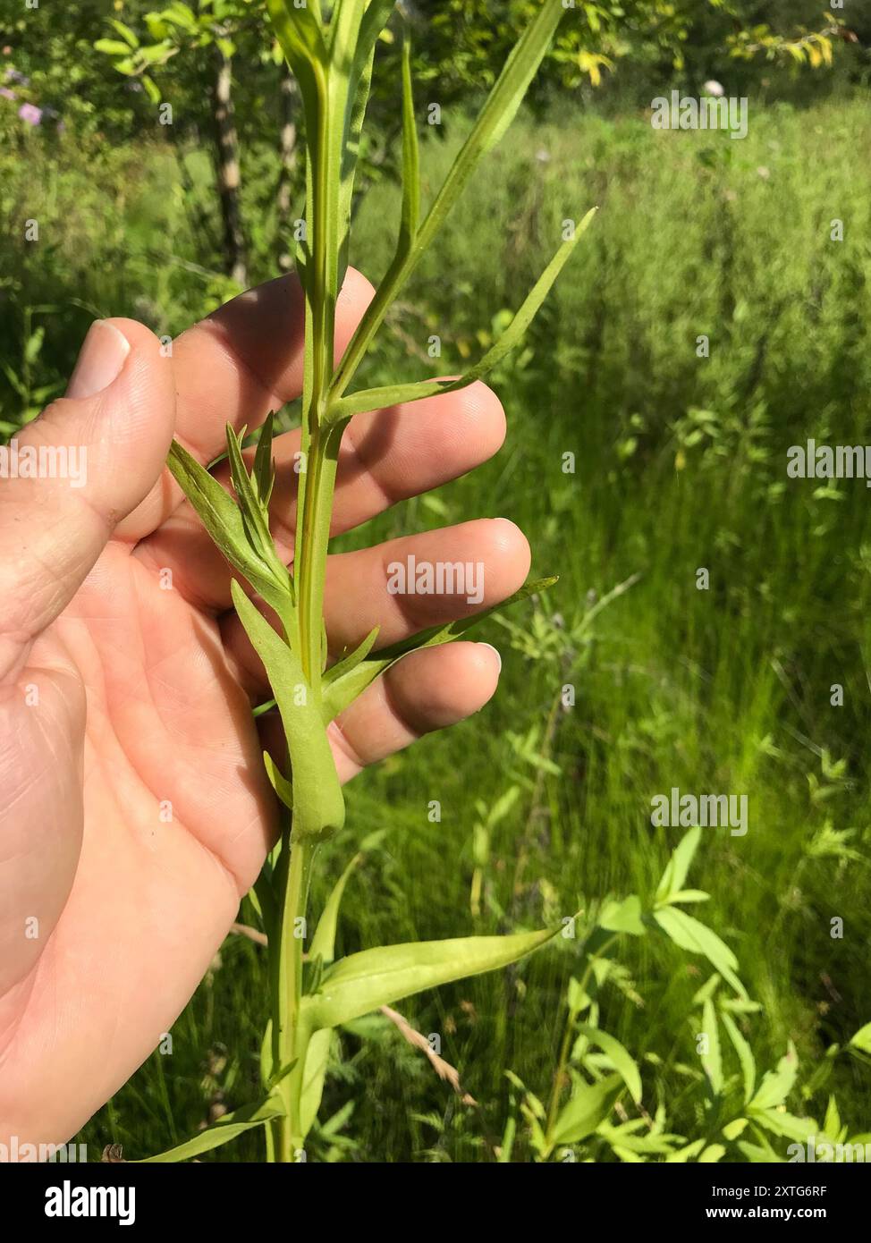Smallhead Sneezeweed (Helenium microcephalum) Plantae Stock Photo - Alamy
