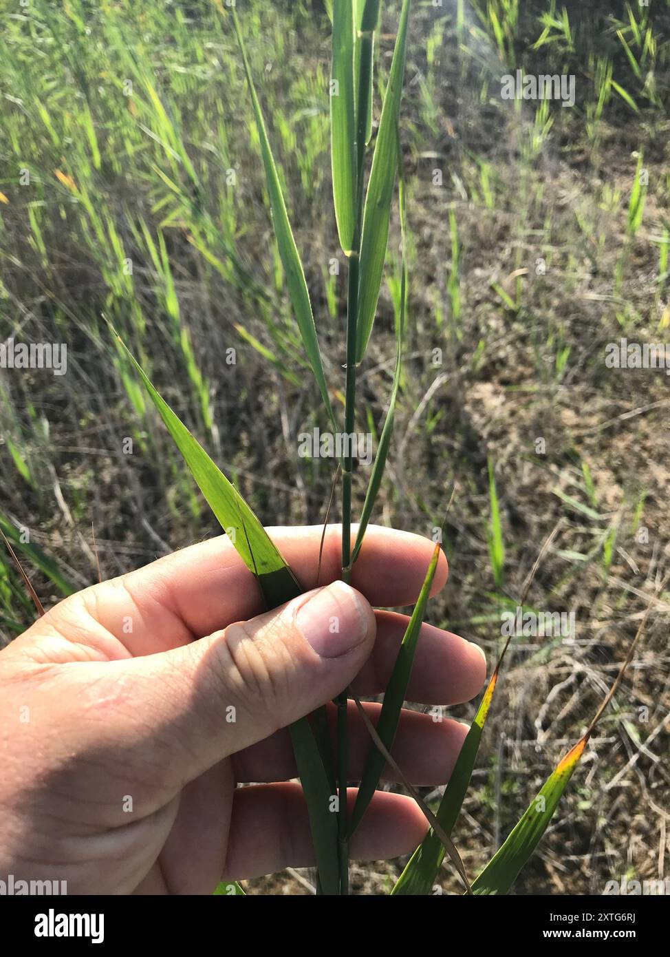 common reed (Phragmites australis) Plantae Stock Photo - Alamy