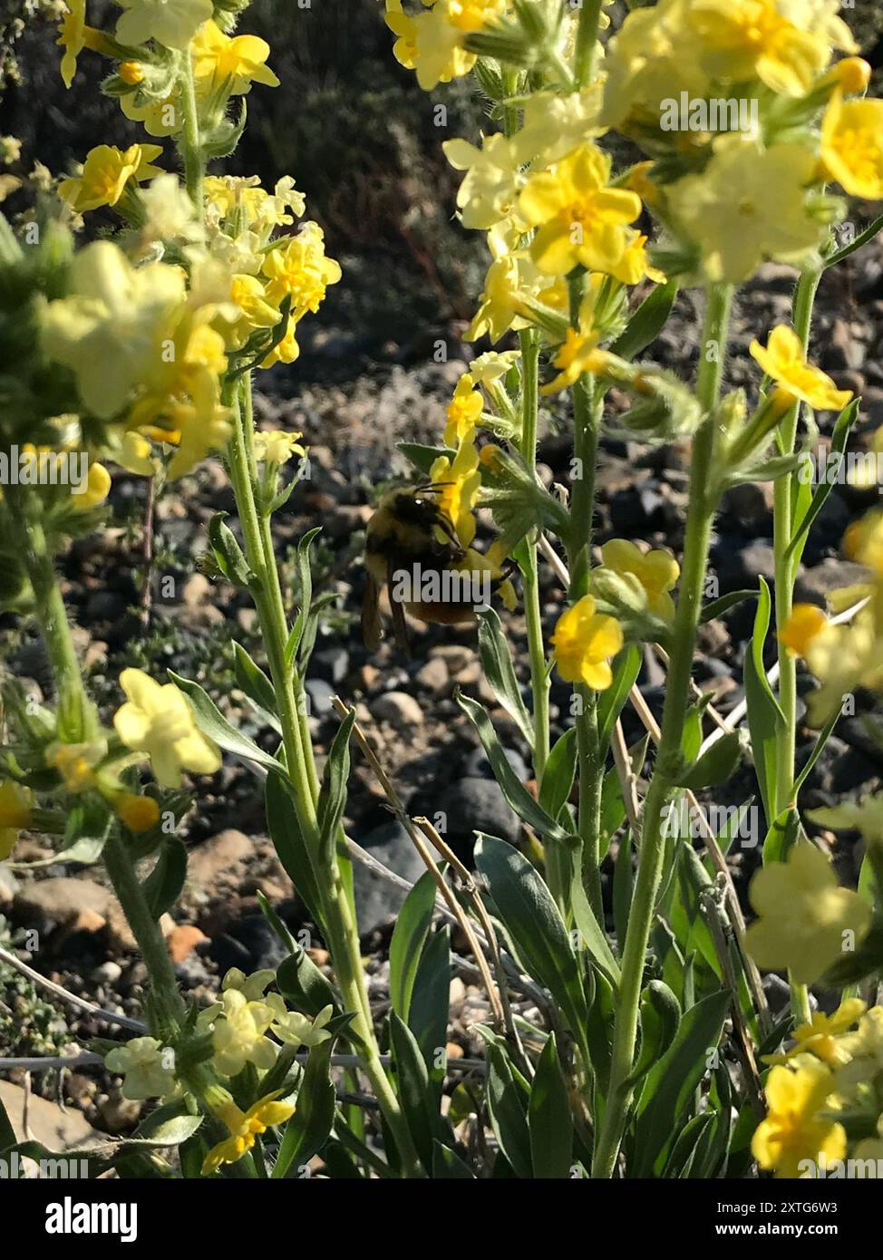 Hunt's Bumble Bee (Bombus huntii) Insecta Stock Photo - Alamy
