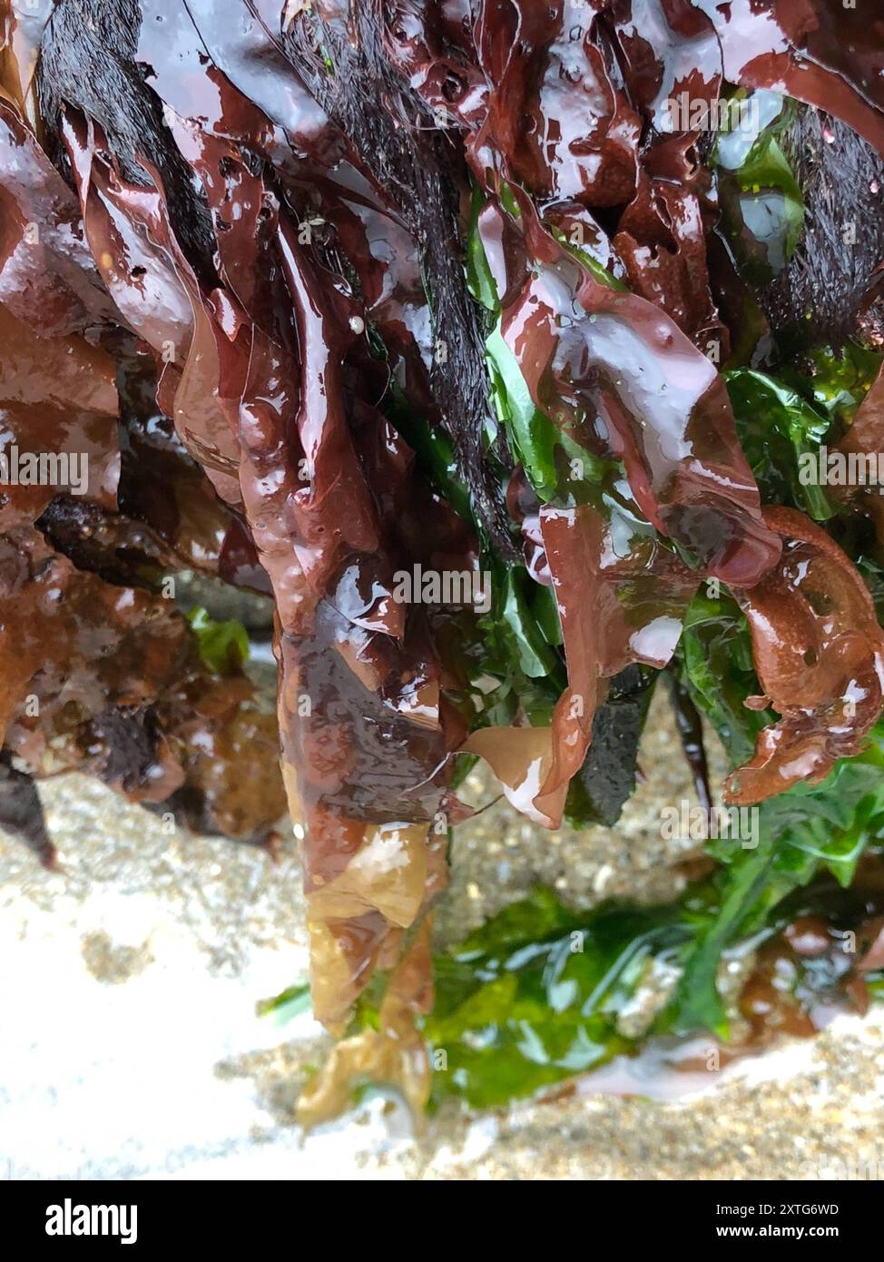 red algae (Rhodophyta) Plantae Stock Photo - Alamy