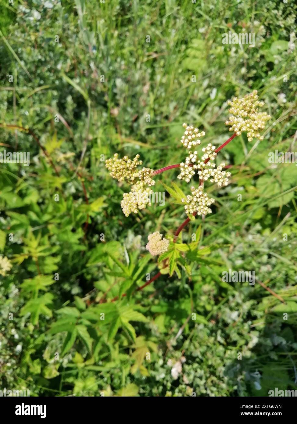Meadowsweet (Filipendula ulmaria) Plantae Stock Photo - Alamy