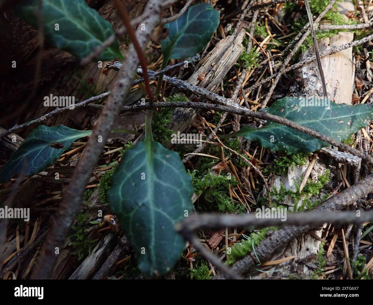 white-veined wintergreen (Pyrola picta) Plantae Stock Photo - Alamy